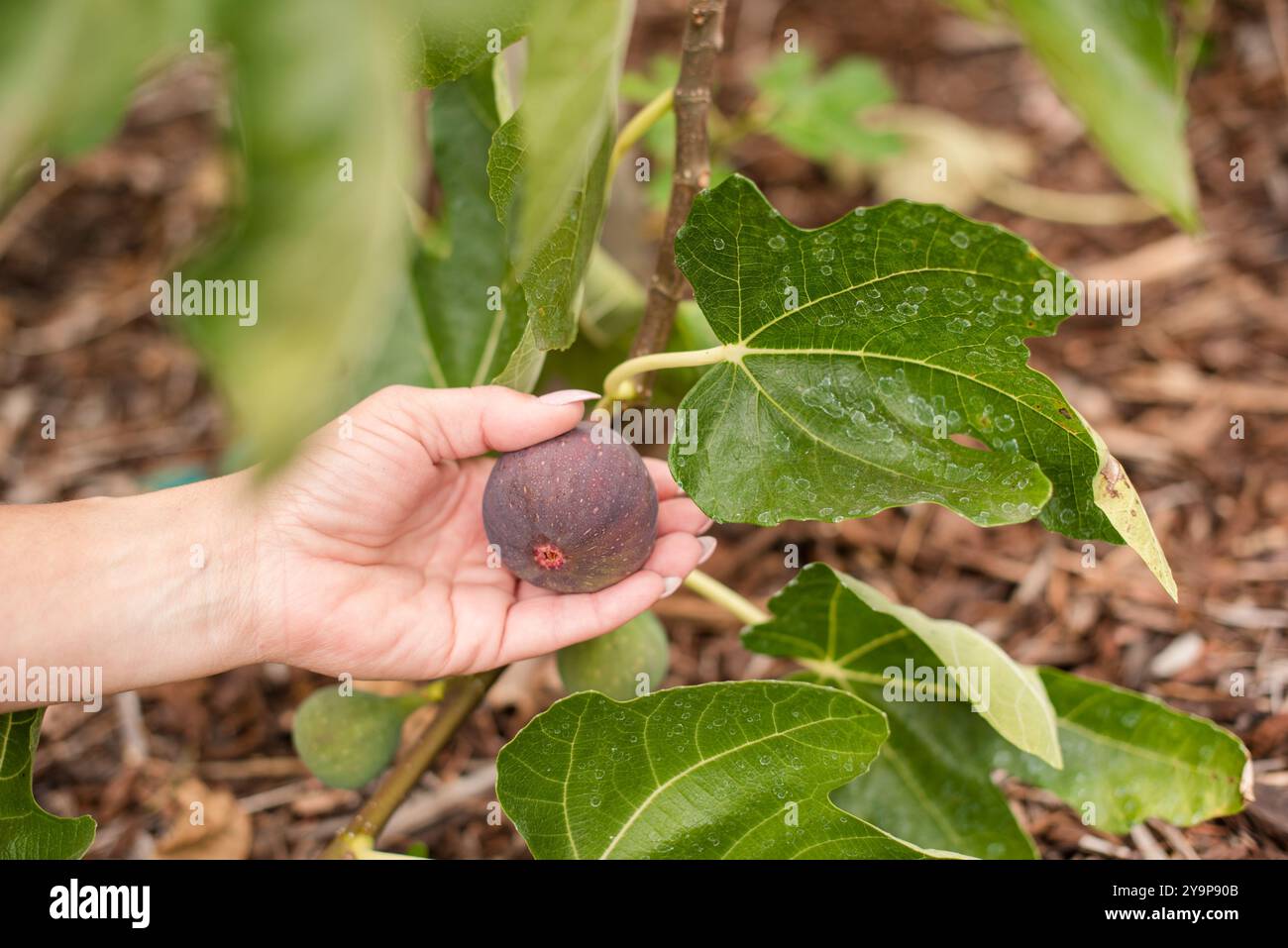 Fig tree dark fruit hi-res stock photography and images - Alamy