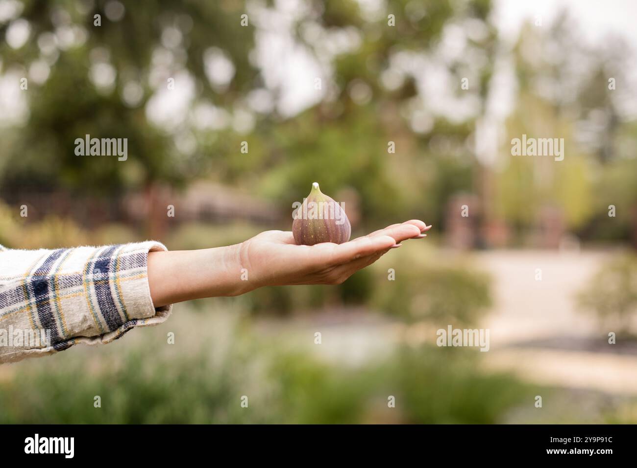 Woman holding a fig in the palm of her hand Stock Photo - Alamy
