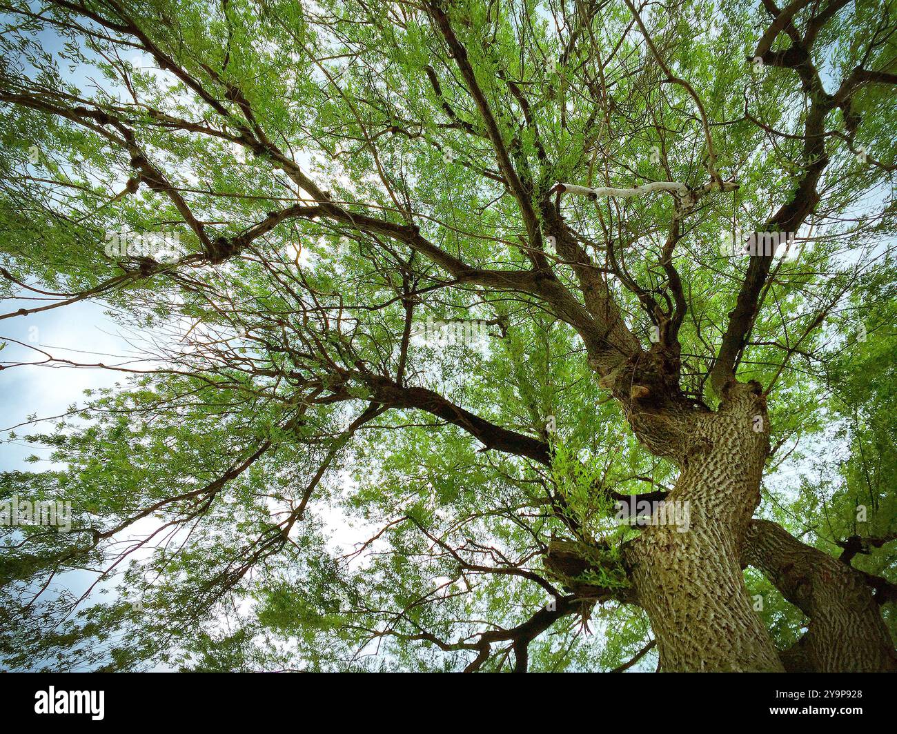 Tall tree with sprawling branches hi-res stock photography and images ...