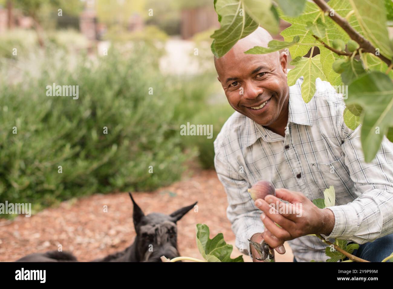 Man fig leaf hi-res stock photography and images - Alamy