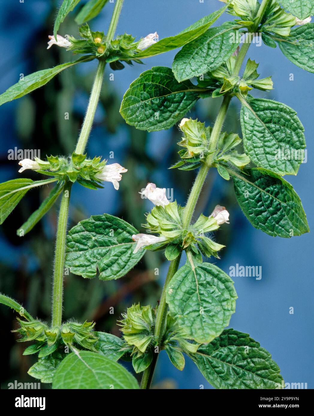 Fuer die Melisse oder Zitronenmelisse als Kuechenwuerze hat der ...