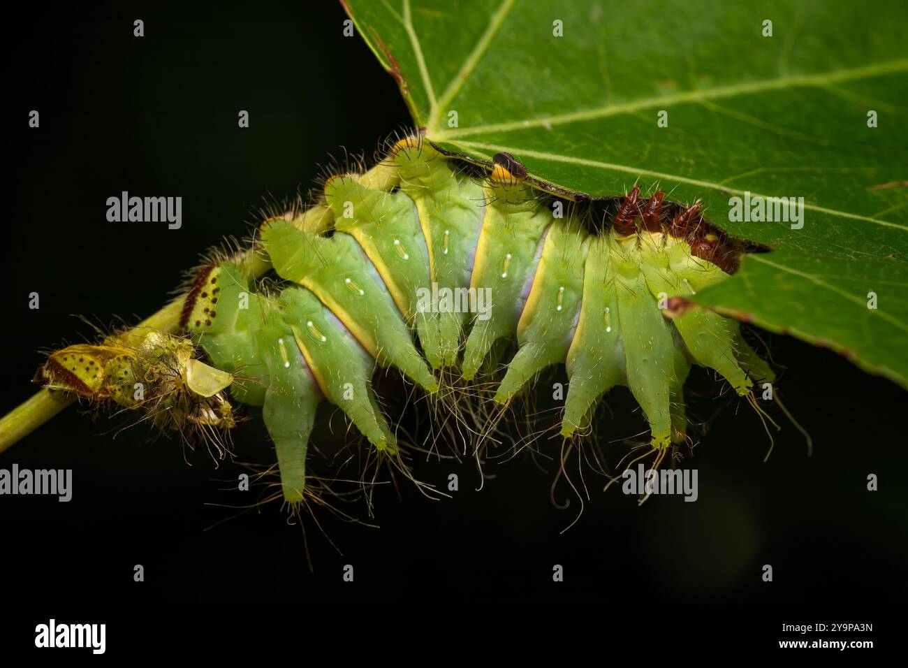 African moon moth caterpillar - Argema mimosae, caterpillar of large ...