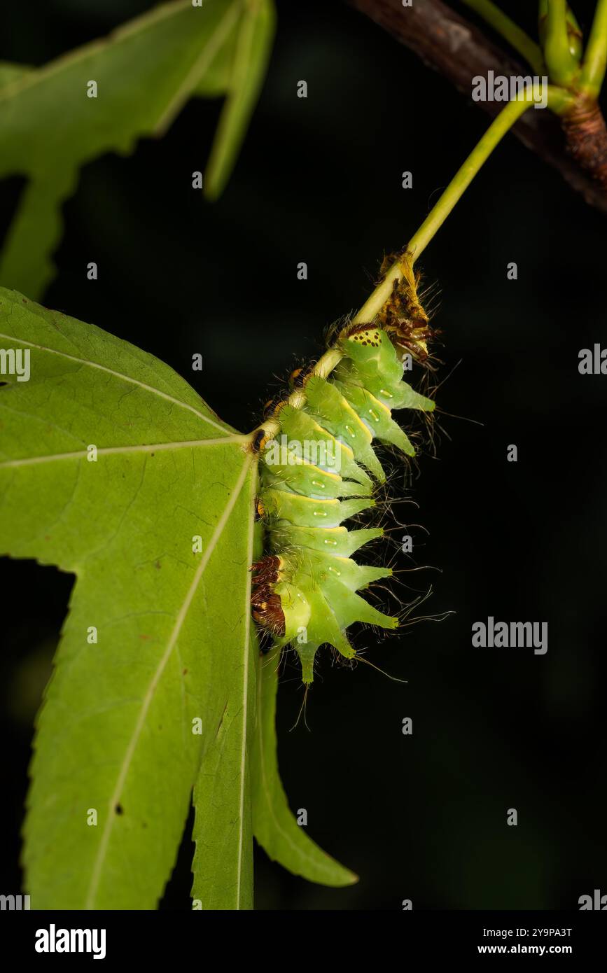 African moon moth caterpillar - Argema mimosae, caterpillar of large ...