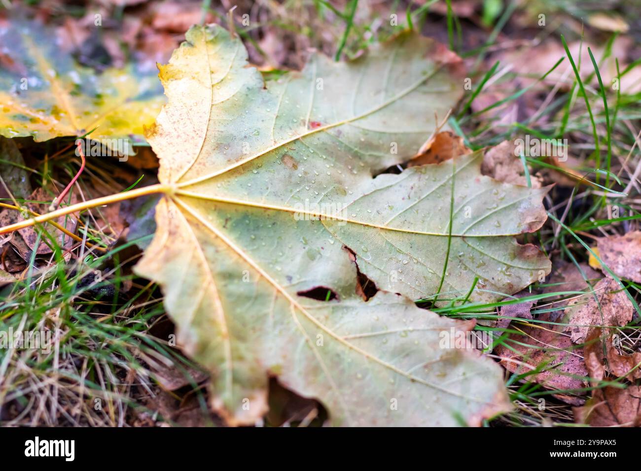 A detailed closeup image depicts a vibrant maple leaf resting on the ...