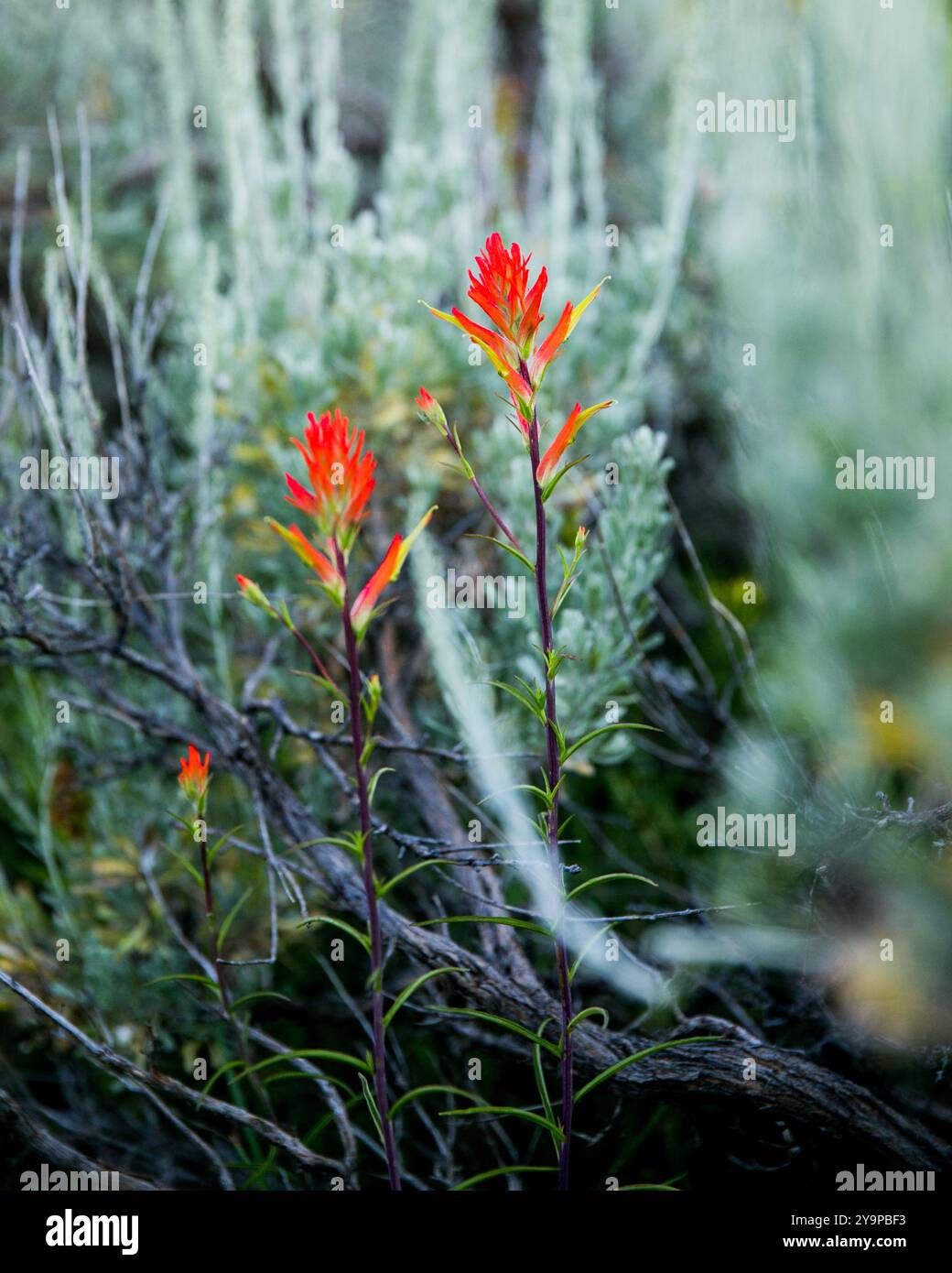 Red indian paint hi-res stock photography and images - Alamy