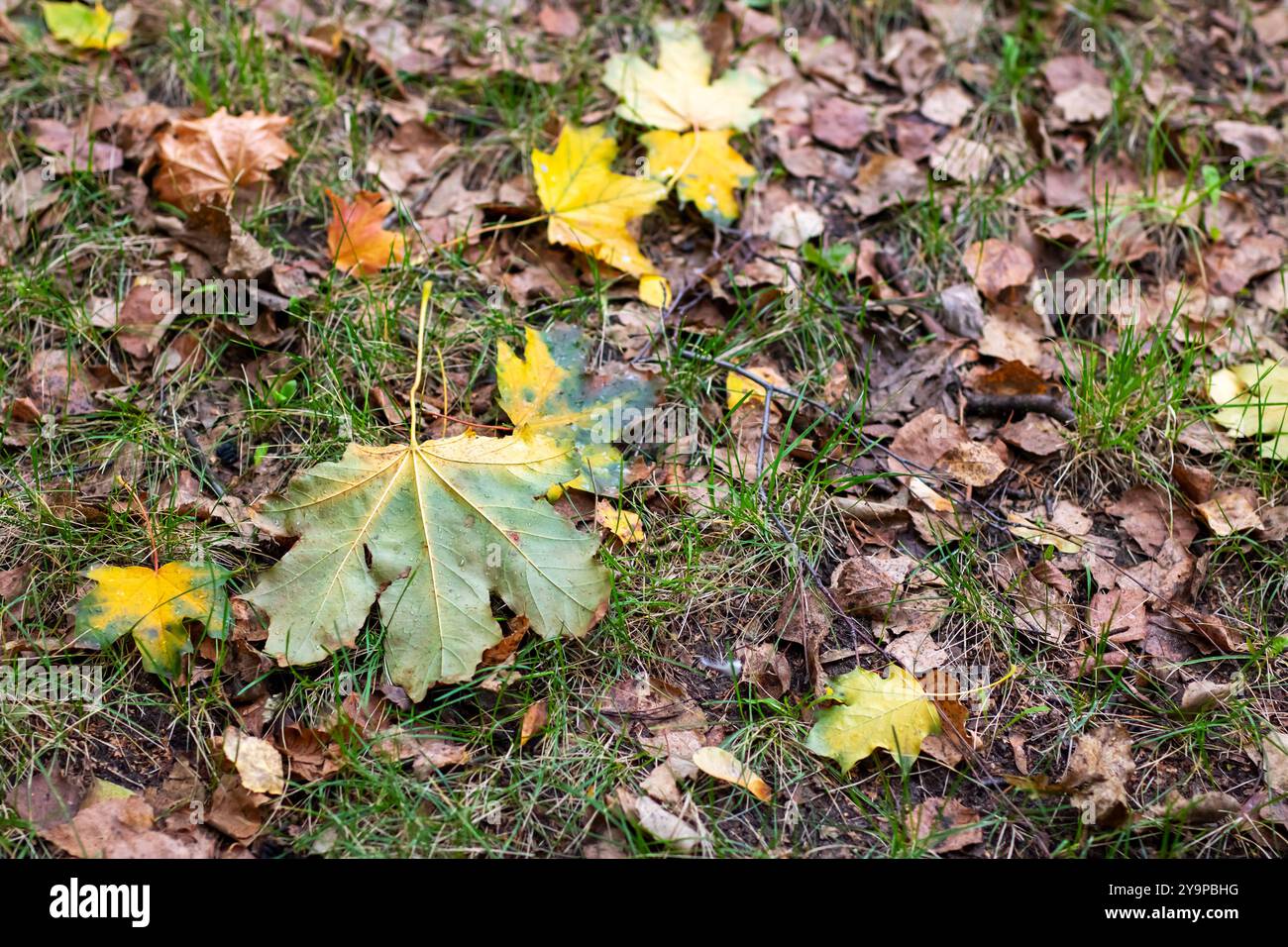 A collection of various leaves is spread out on the ground amid the ...