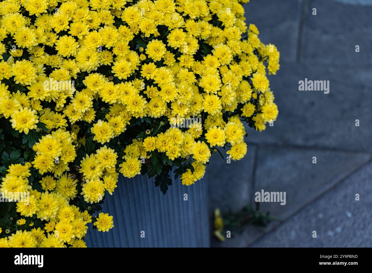 Bright yellow mums flowers in the pot Stock Photo - Alamy