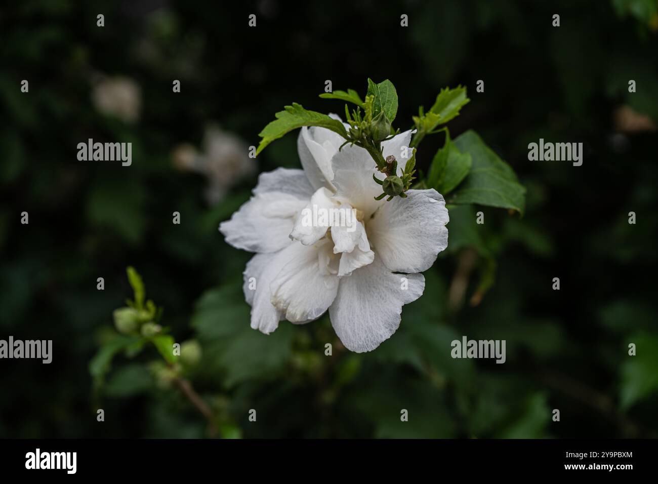 White flower of Rose of Sharon bush Stock Photo - Alamy