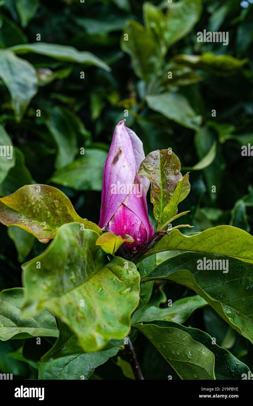 Magnolia flower georgia hi-res stock photography and images - Alamy