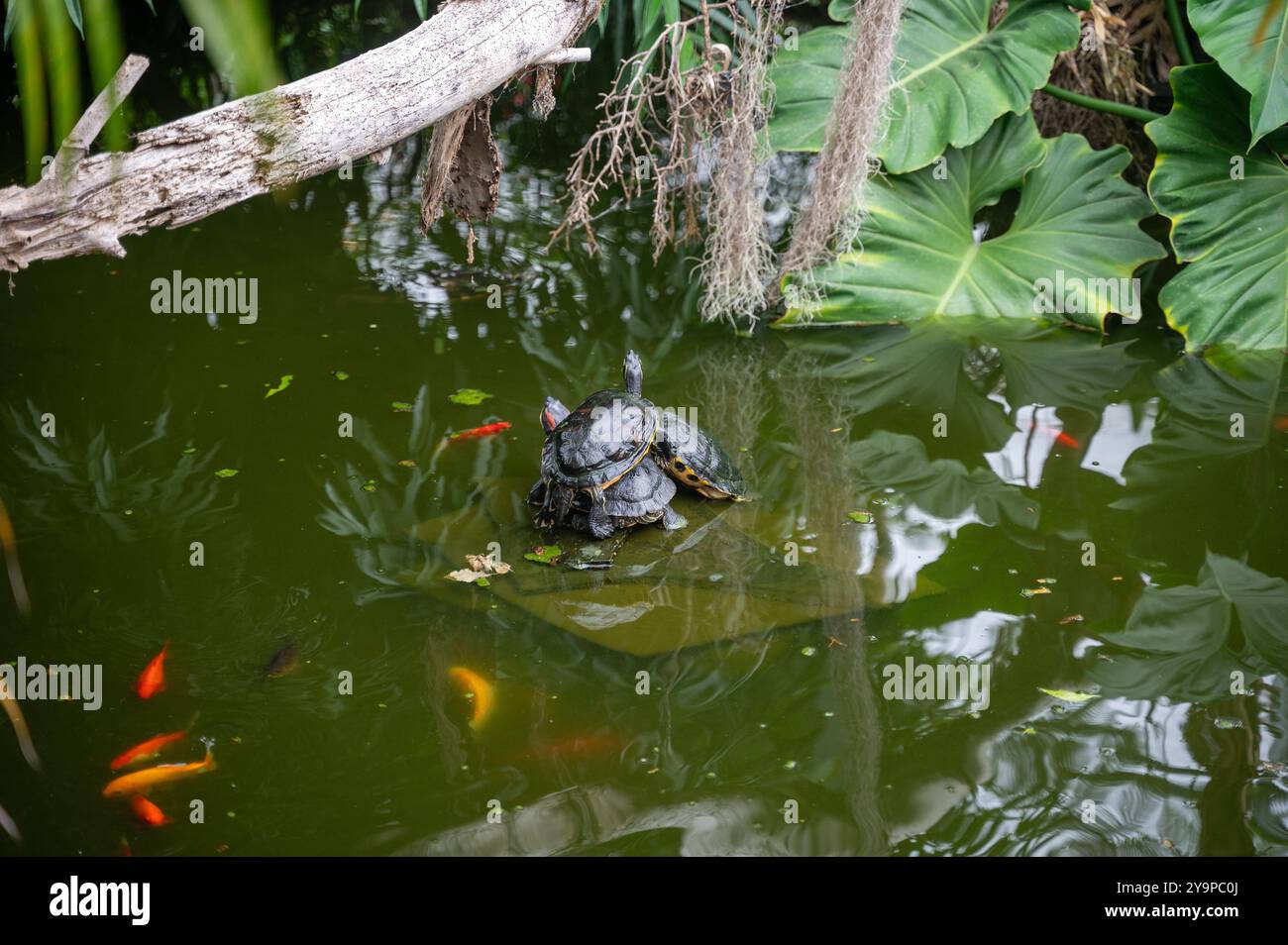 Turtles lying on top of each other in a pond with fish Stock Photo - Alamy