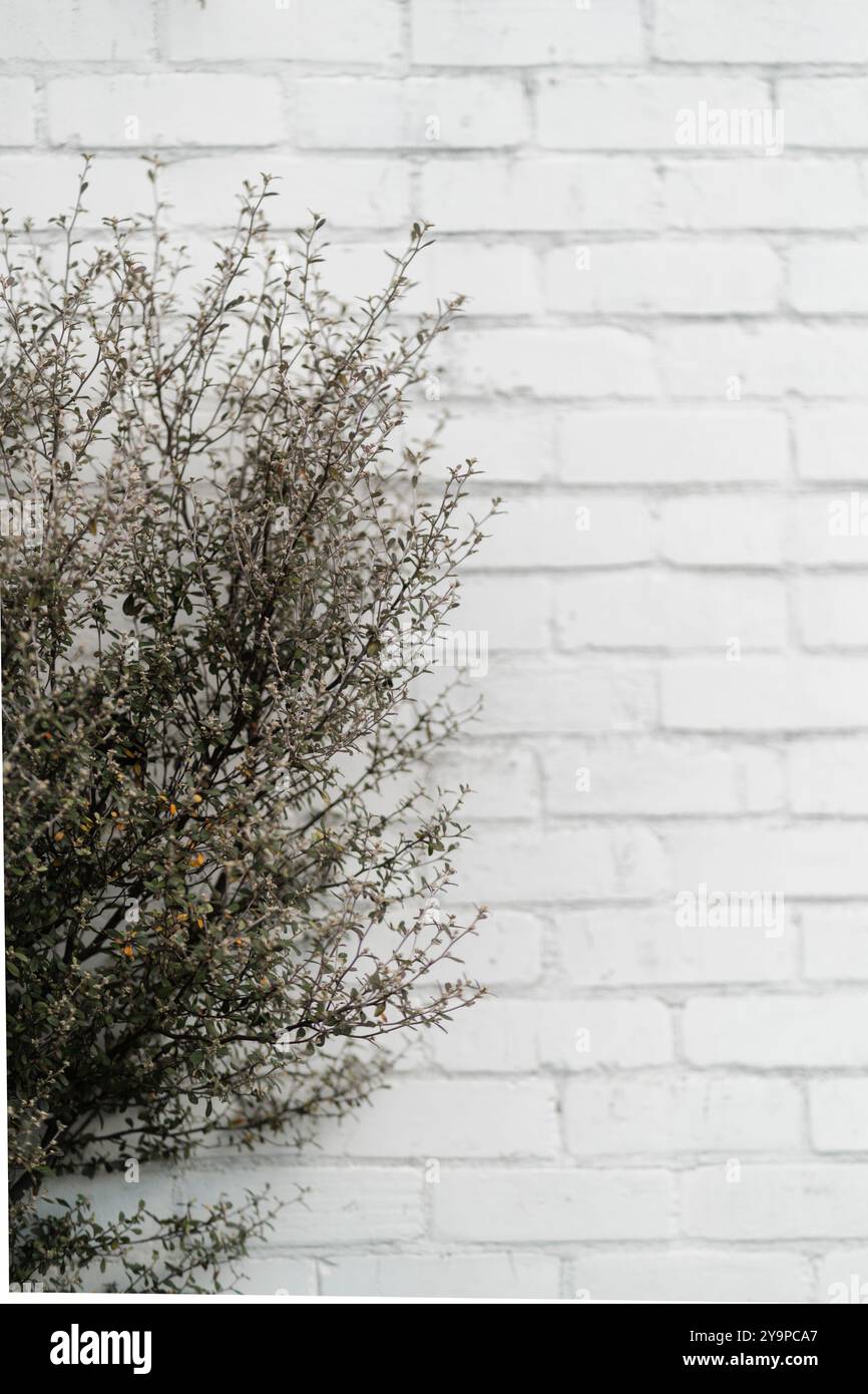 Green-grey bush against white brick wall Stock Photo - Alamy