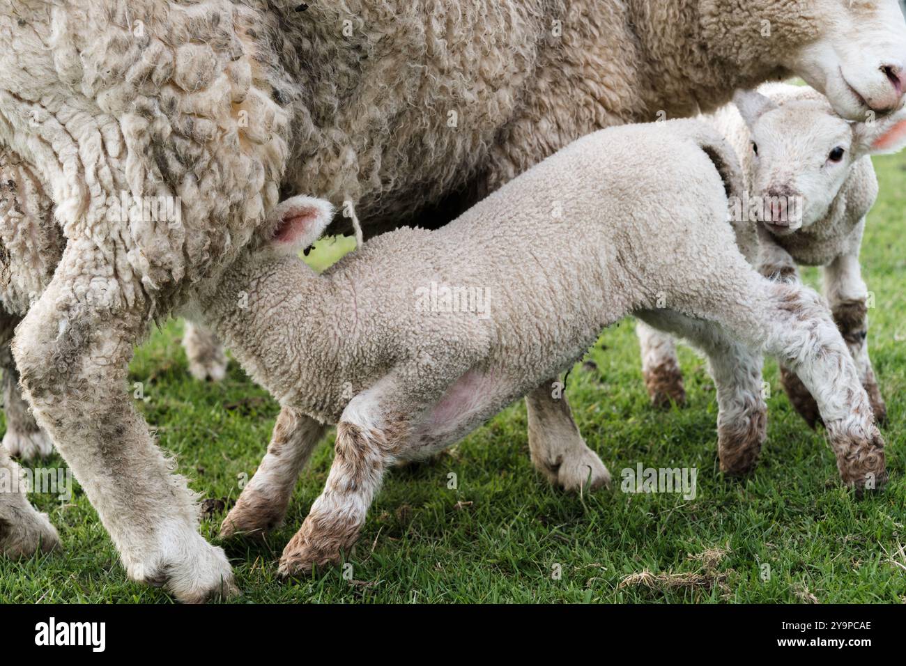 Spring lambs feeding from ewe Stock Photo - Alamy