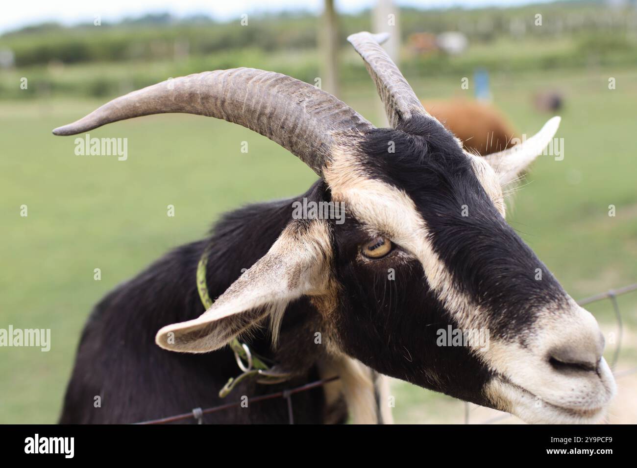 Black and white horned goat pushing itself up looking for food Stock ...