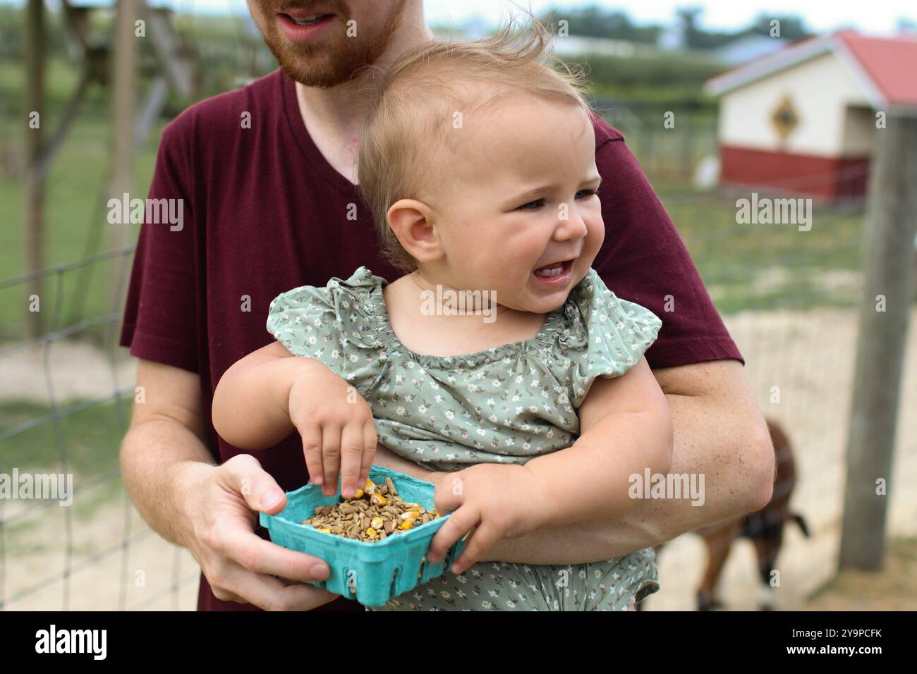 Dad holding baby daughter and feeding farm animals with seeds Stock ...