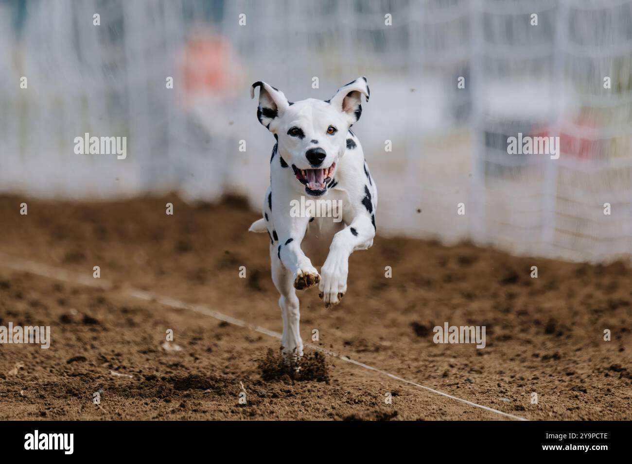 Black and White Spotted Dalmatian Running Lure Course Dog Sport Stock ...