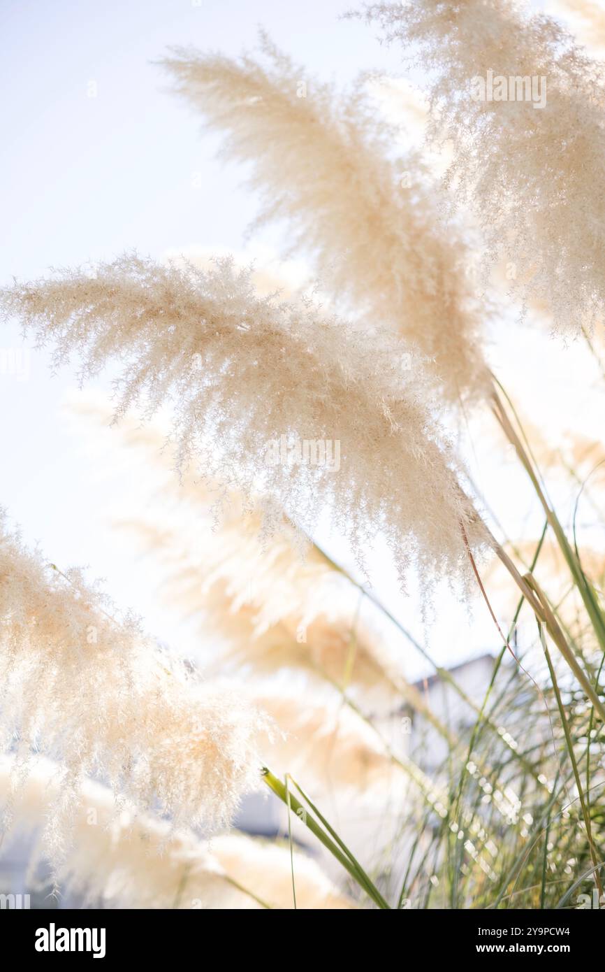 Pompous grass hi-res stock photography and images - Alamy