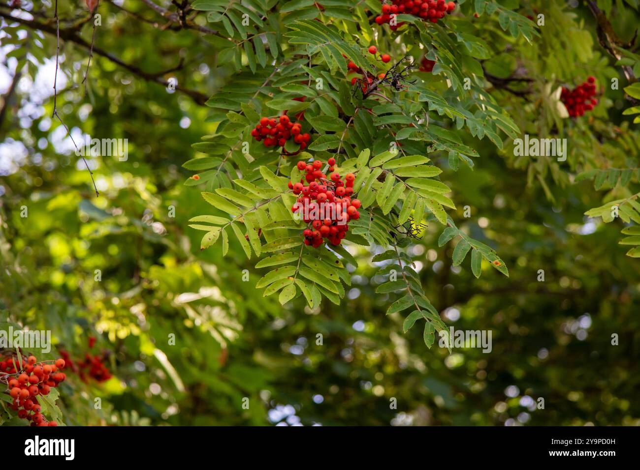 A collection of bright red berries is hanging from a tree branch Stock ...