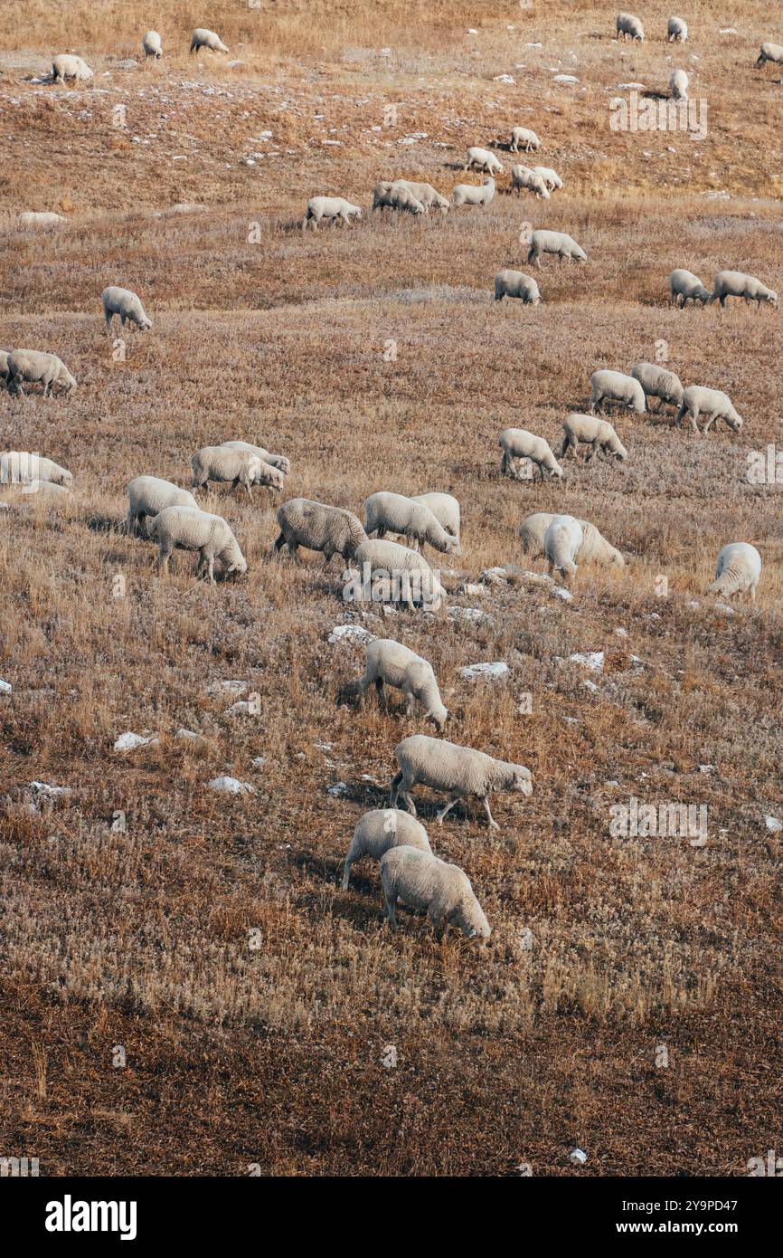 Herd sheep grazing in mountains hi-res stock photography and images - Alamy