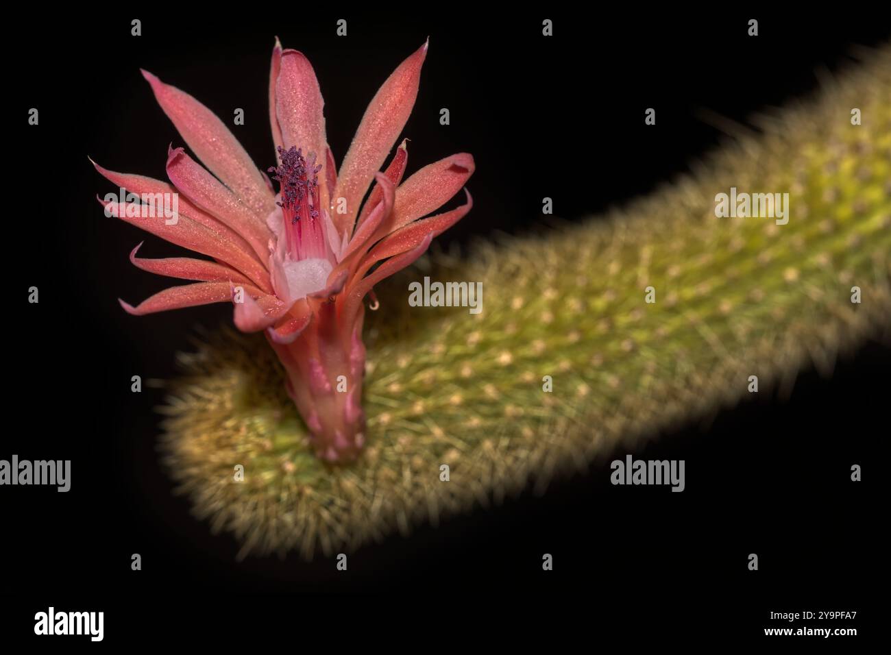 Golden rat tail hi-res stock photography and images - Alamy