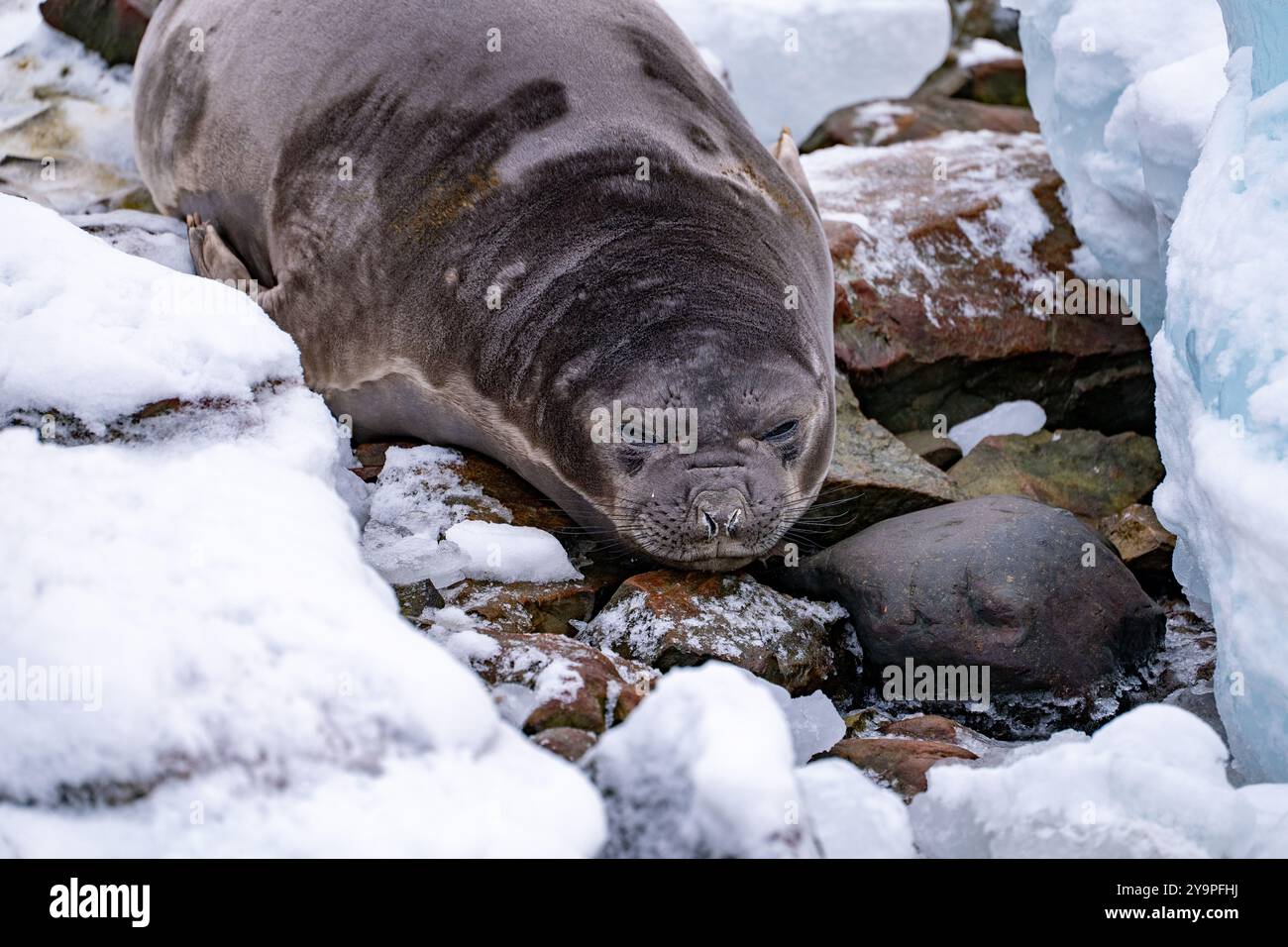 Female of southern elephant seal. South Pole, Antarctica Stock Photo ...