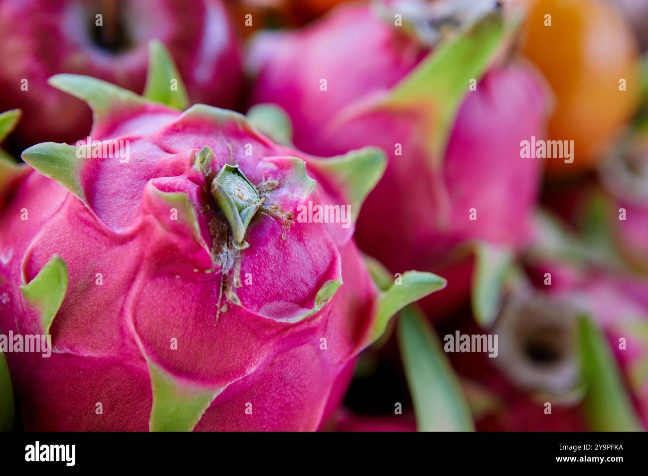 Red pitaya plant hi-res stock photography and images - Alamy