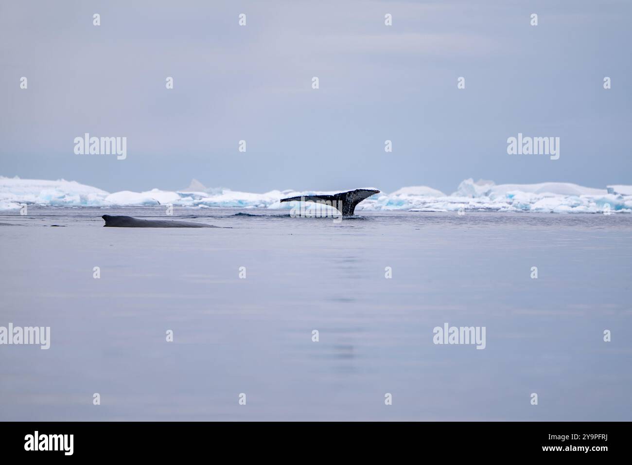 Humpback whale in the Southern Ocean. Antarctica Stock Photo - Alamy