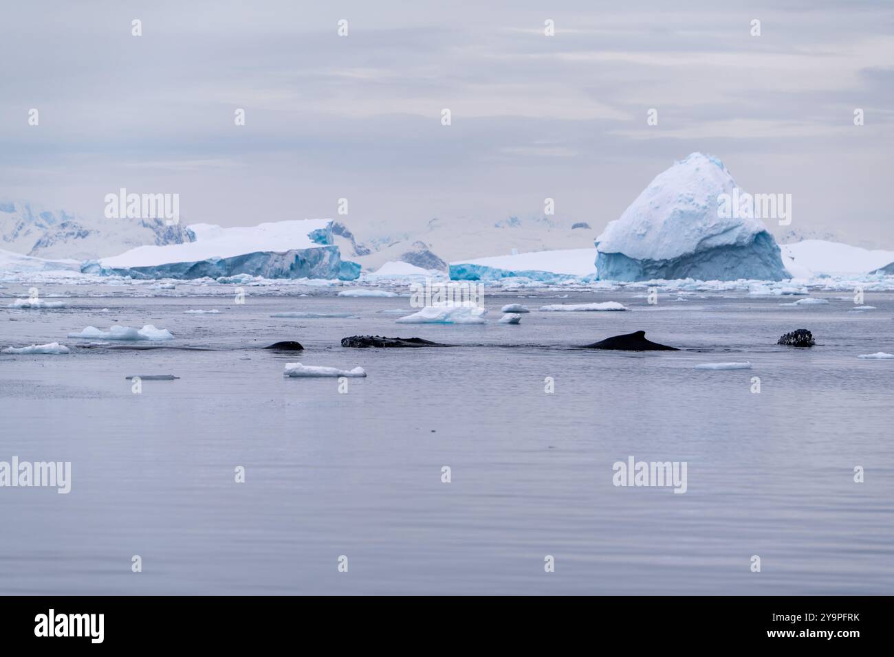 Humpback whale in the Southern Ocean. Antarctica Stock Photo - Alamy