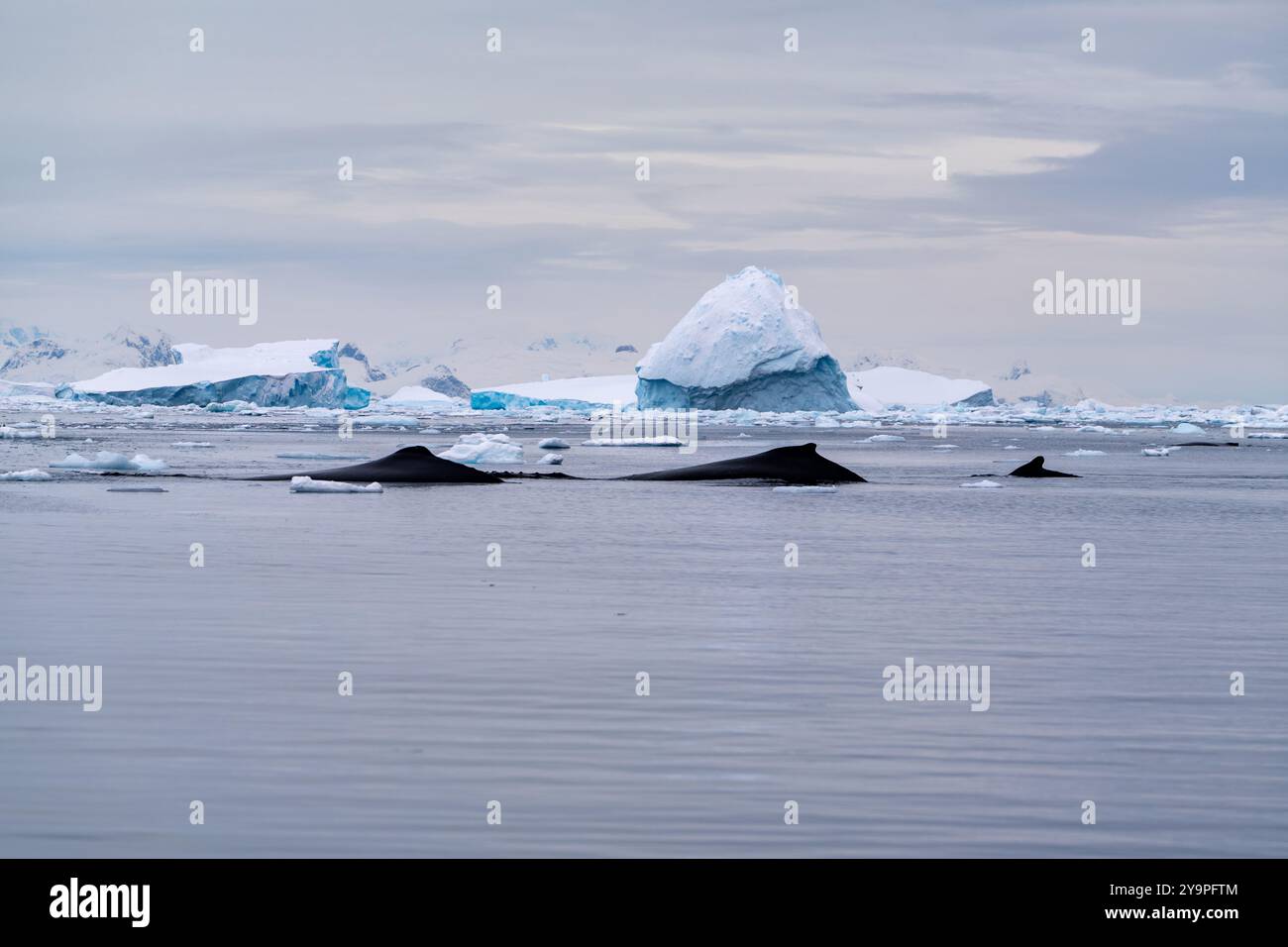 Humpback whale in the Southern Ocean. Antarctica Stock Photo - Alamy