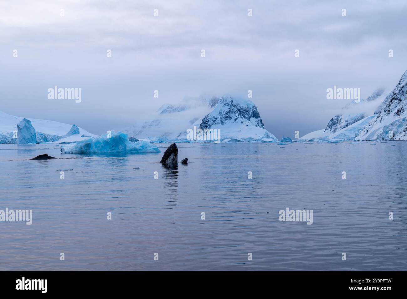 Humpback whale in the Southern Ocean. Antarctica Stock Photo - Alamy