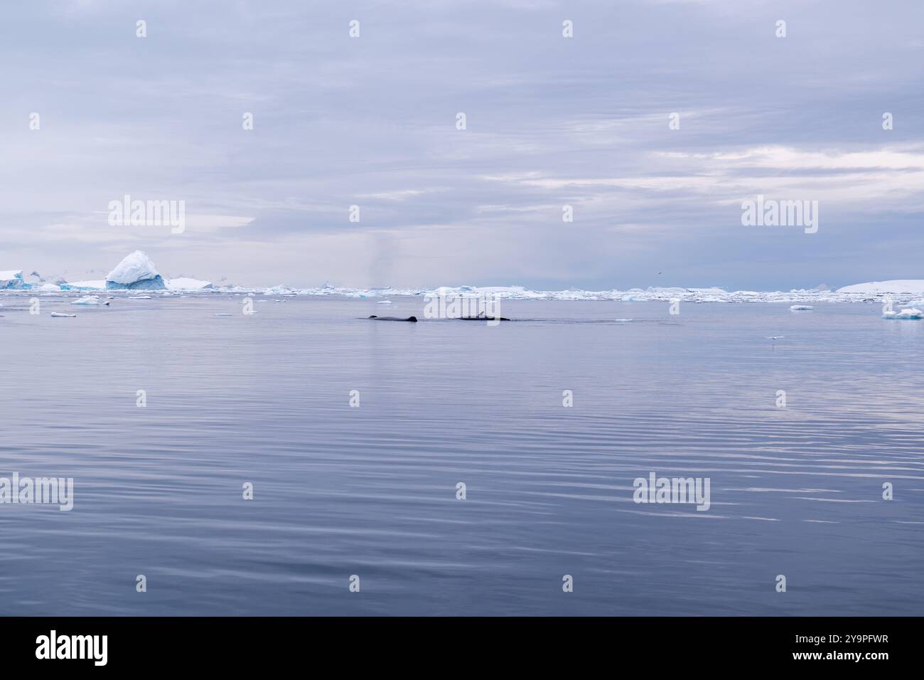 Humpback whale in the Southern Ocean. Antarctica Stock Photo - Alamy