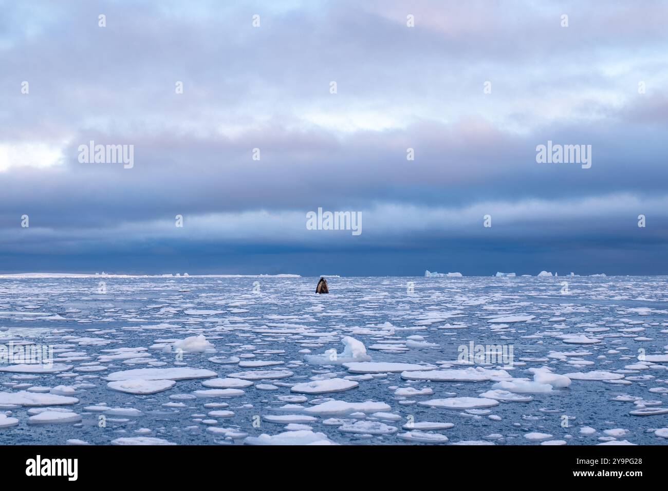 Humpback whale in the Southern Ocean. Antarctica Stock Photo - Alamy
