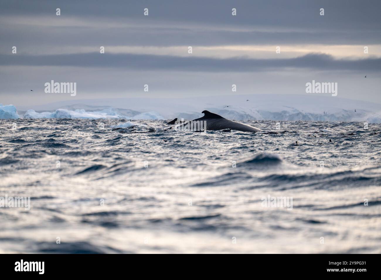 Humpback whale in the Southern Ocean. Antarctica Stock Photo - Alamy