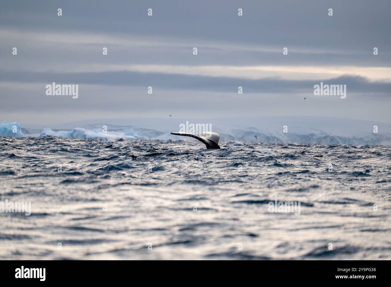 Humpback whale in the Southern Ocean. Antarctica Stock Photo - Alamy