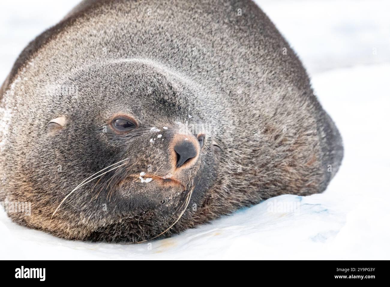 Antarctic fur seal. Southern ocean, Antarctica Stock Photo - Alamy