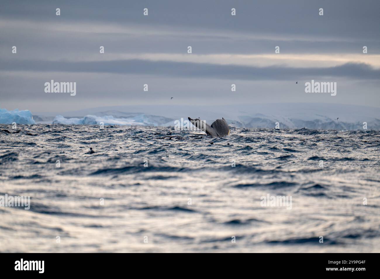 Humpback whale in the Southern Ocean. Antarctica Stock Photo - Alamy