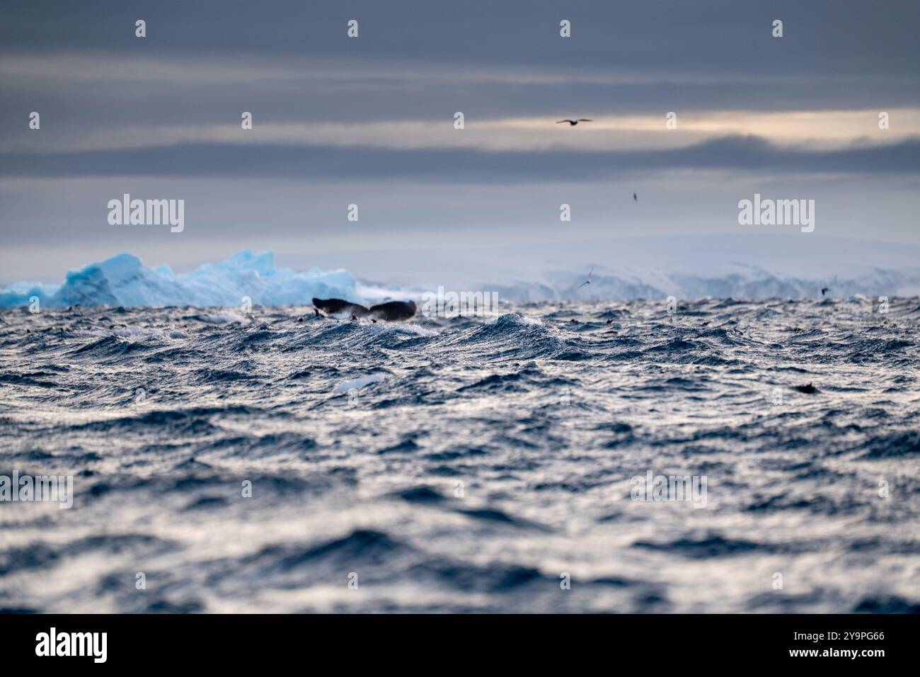 Humpback whale in the Southern Ocean. Antarctica Stock Photo - Alamy