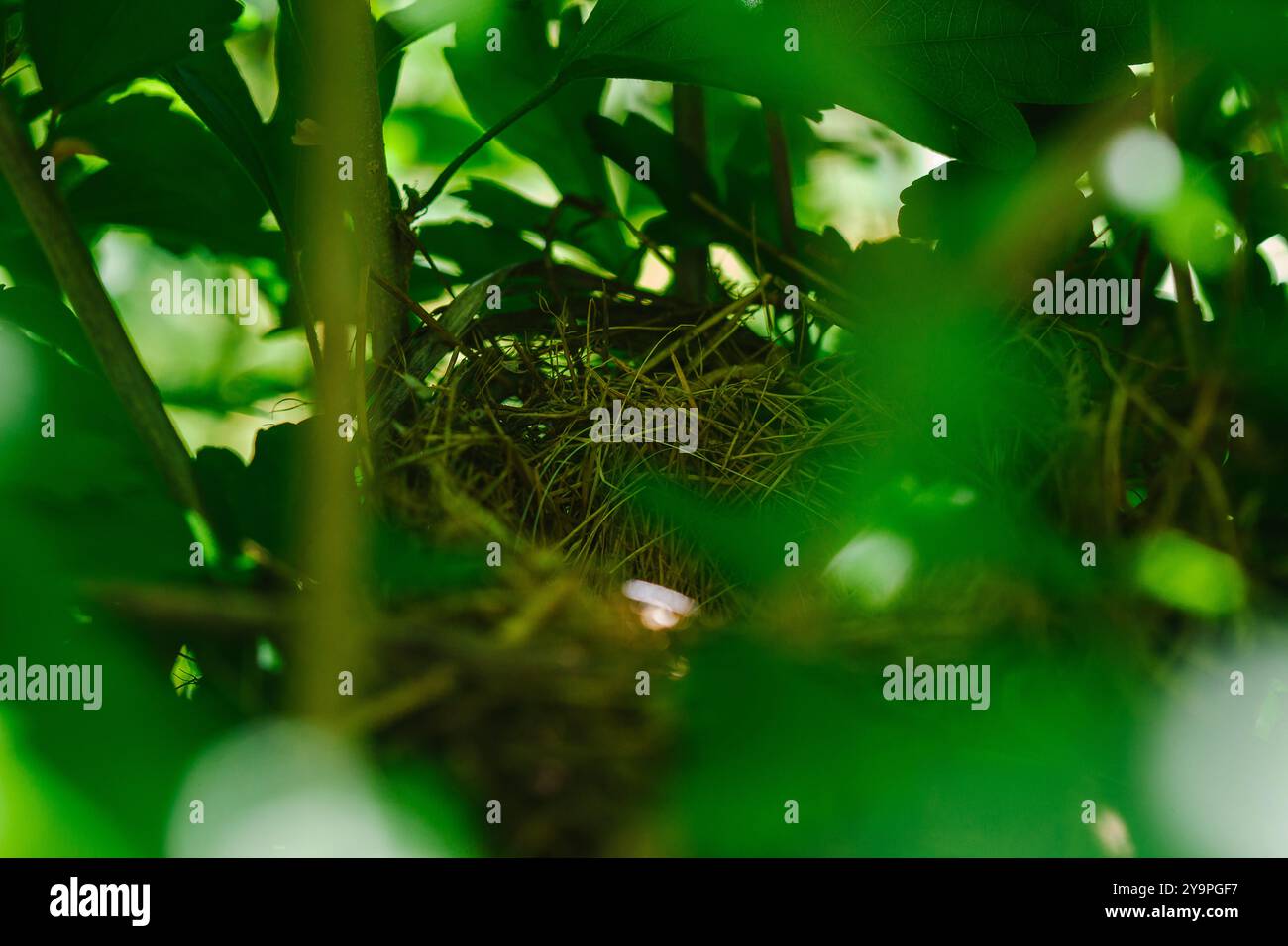 Small birds nest hidden in a bush Stock Photo - Alamy