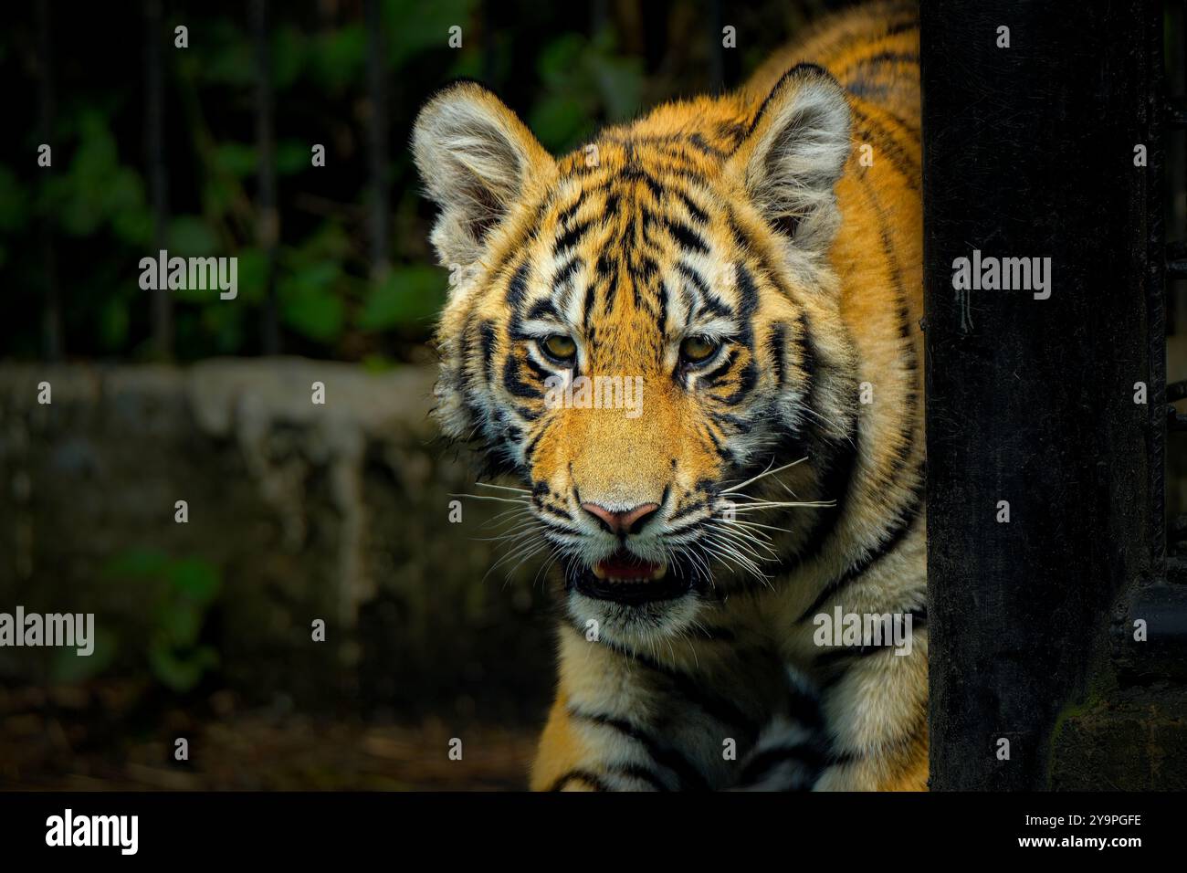 Adorable Tiger Cubs. The Bengal tiger Stock Photo - Alamy