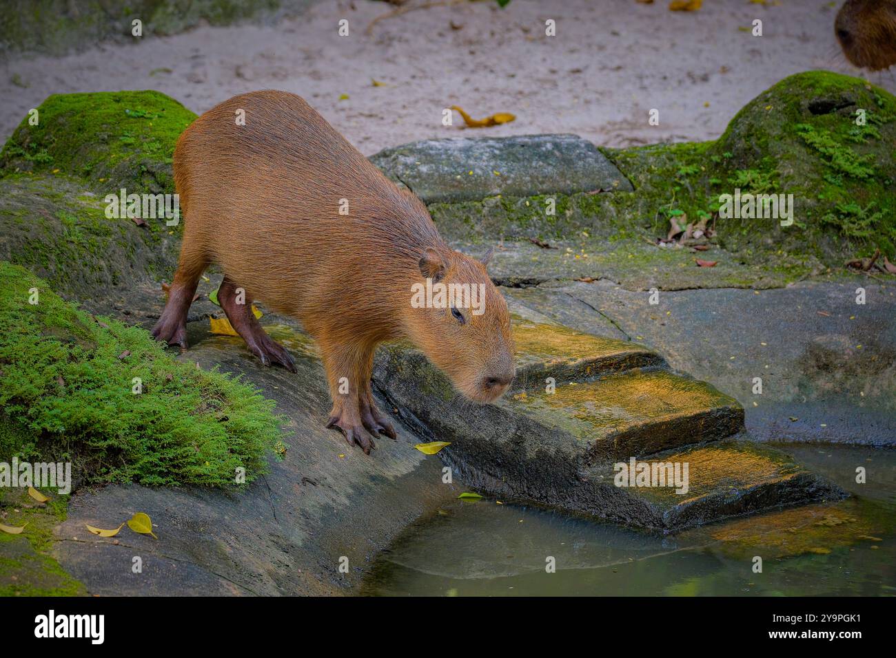 Adult and young capybara -hydrochoerus hydrochaeris Stock Photo - Alamy