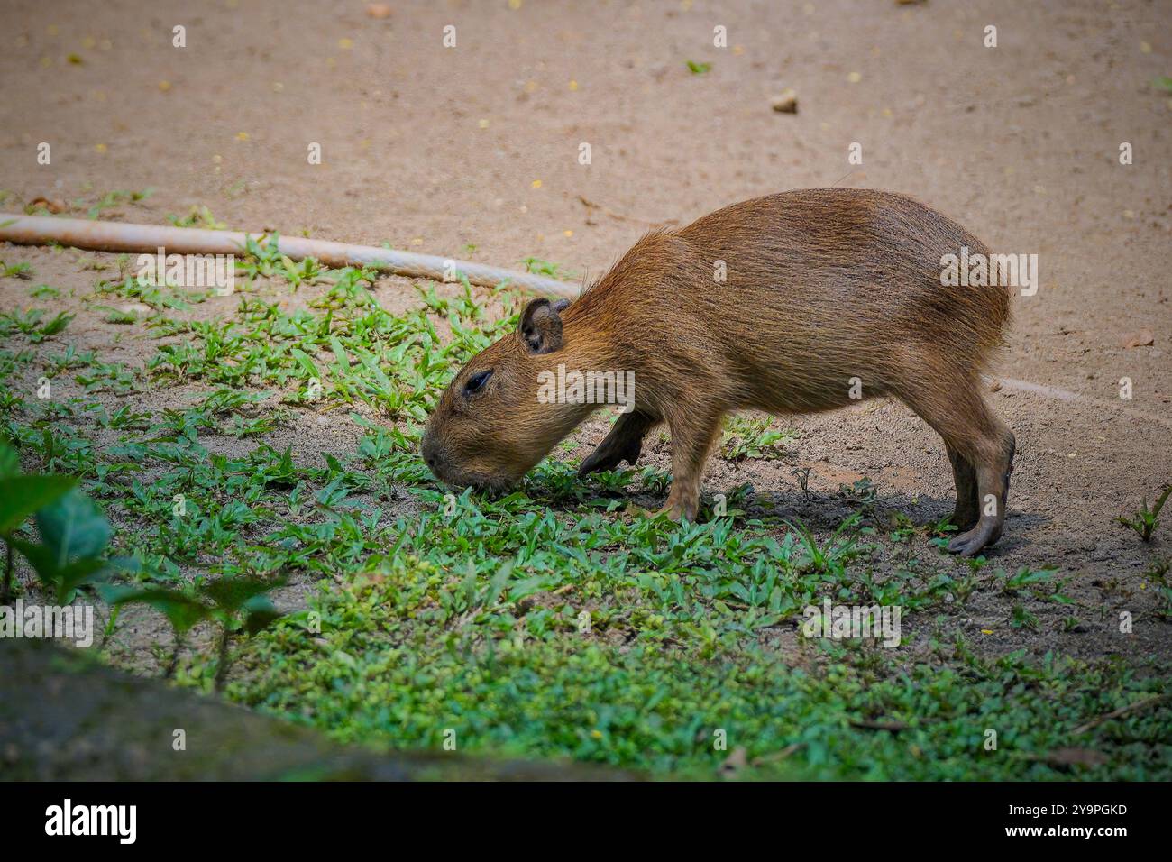 Adult and young capybara -hydrochoerus hydrochaeris Stock Photo - Alamy