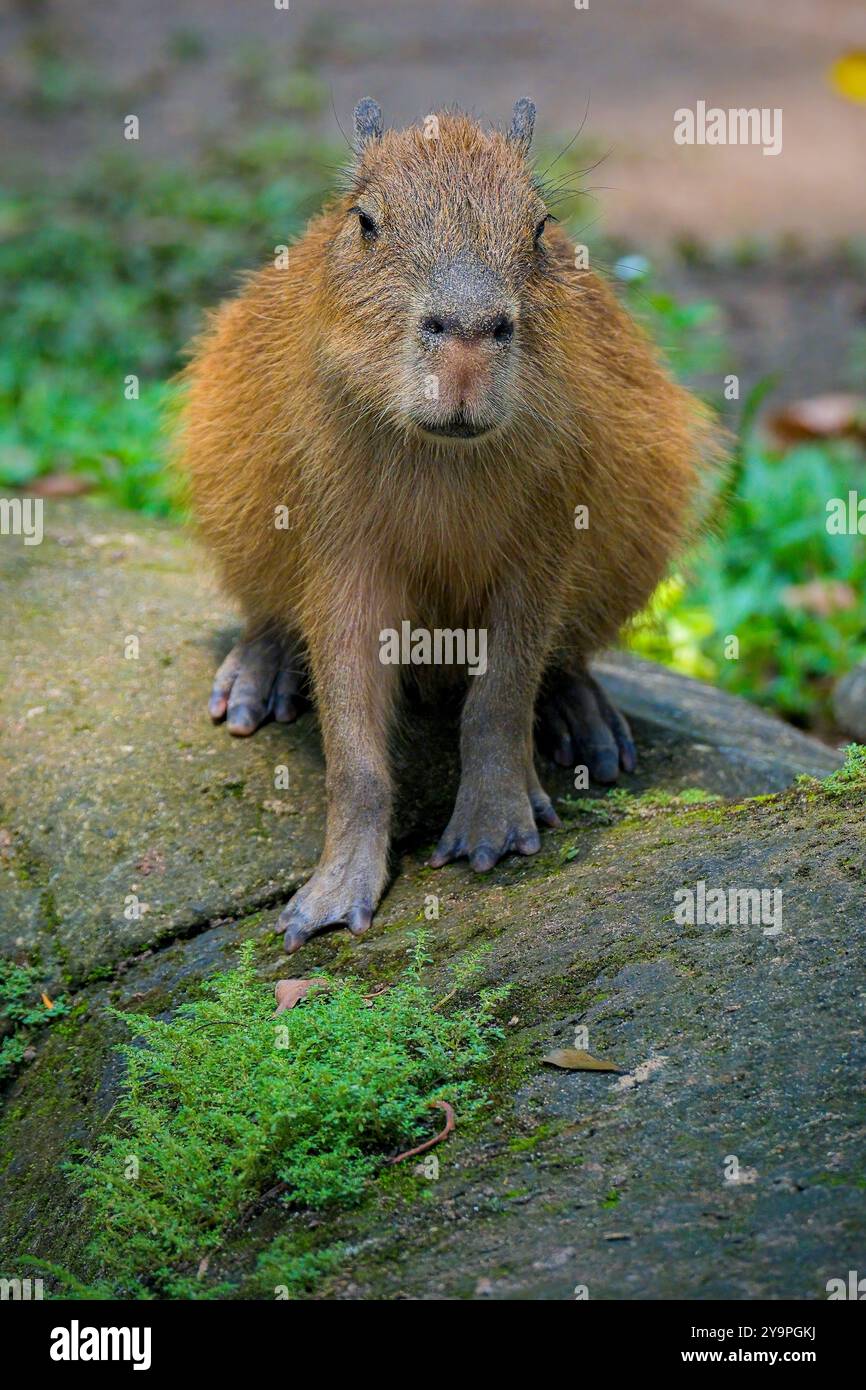 Adult and young capybara -hydrochoerus hydrochaeris Stock Photo - Alamy