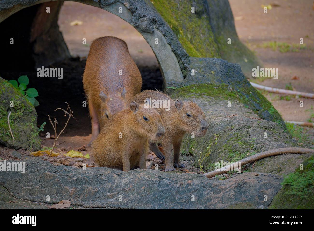 Adult and young capybara -hydrochoerus hydrochaeris Stock Photo - Alamy