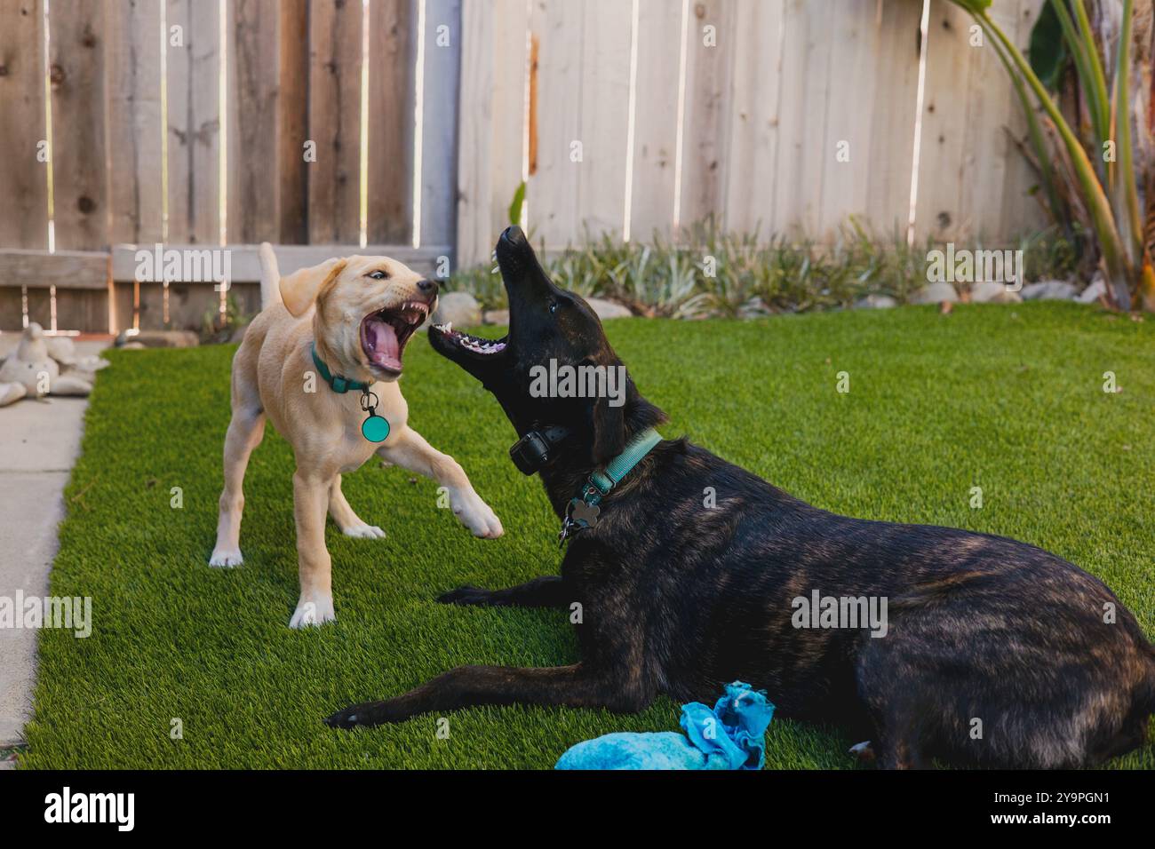 a puppy play fighting with an older dog Stock Photo - Alamy