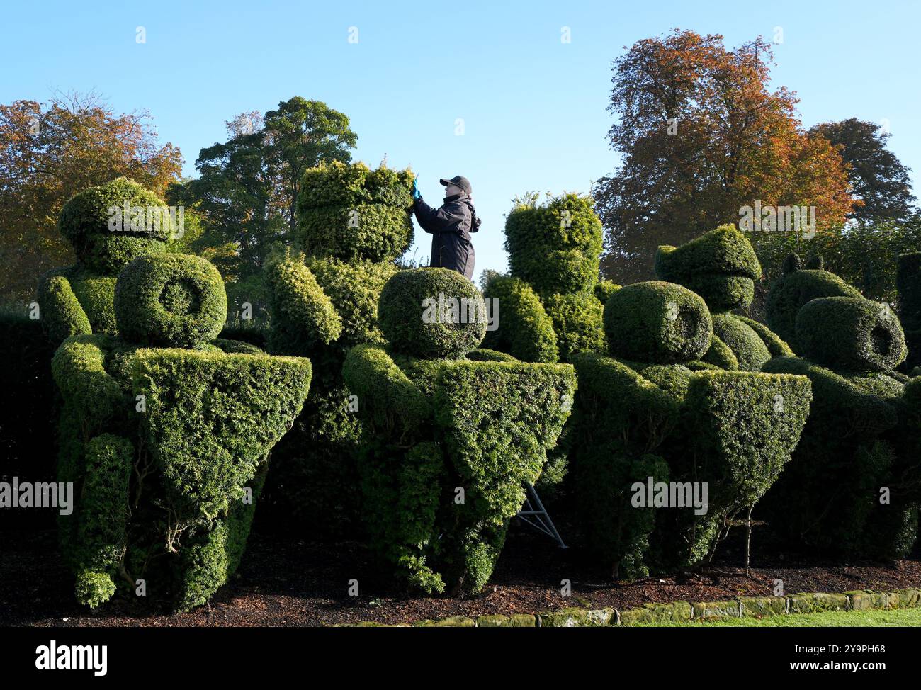 Gardener Janice Ackerley trims the topiary hedge of the yew chess set ...