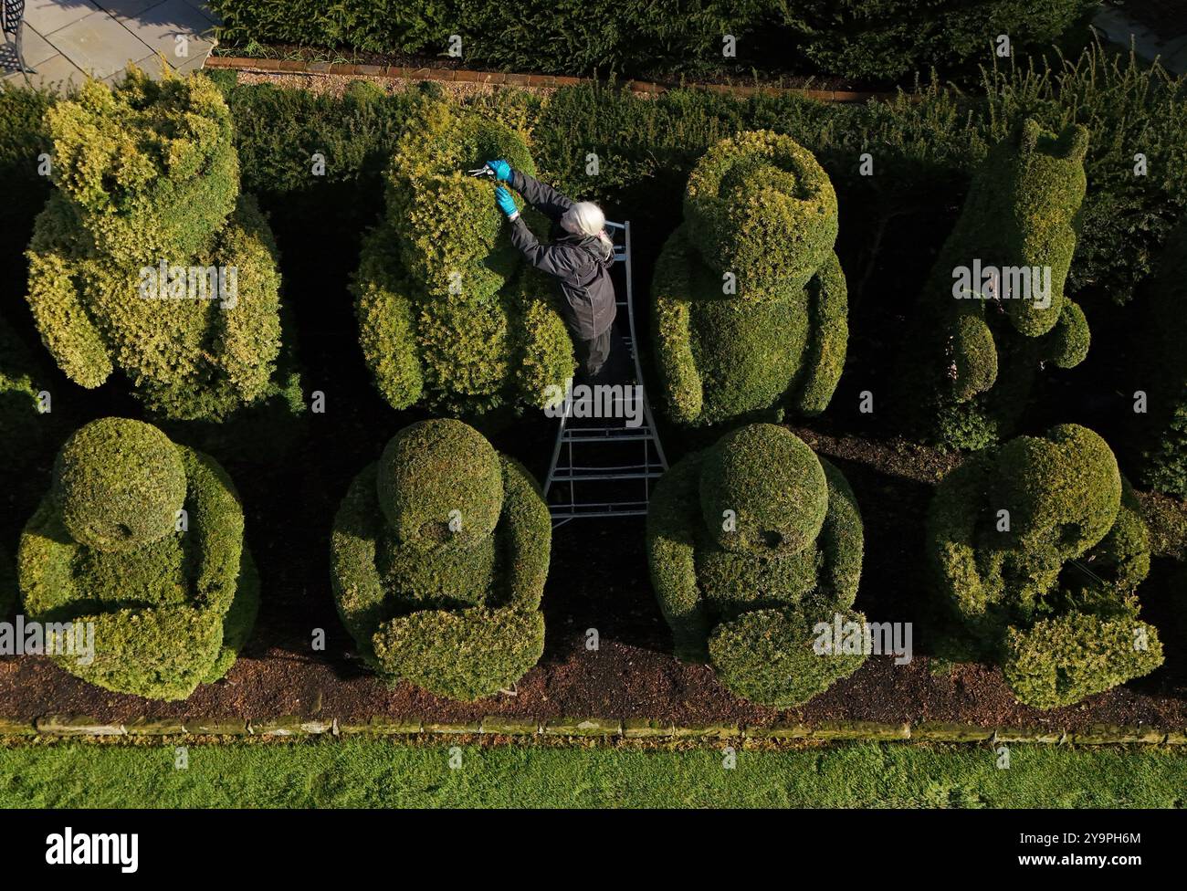 Gardener Janice Ackerley trims the topiary hedge of the yew chess set ...