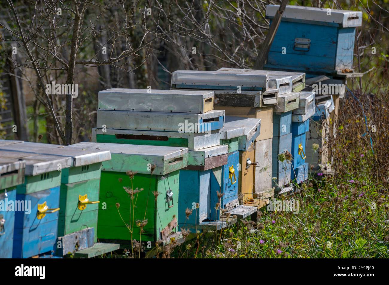 A row of colorful beehives painted in various shades of blue, yellow ...