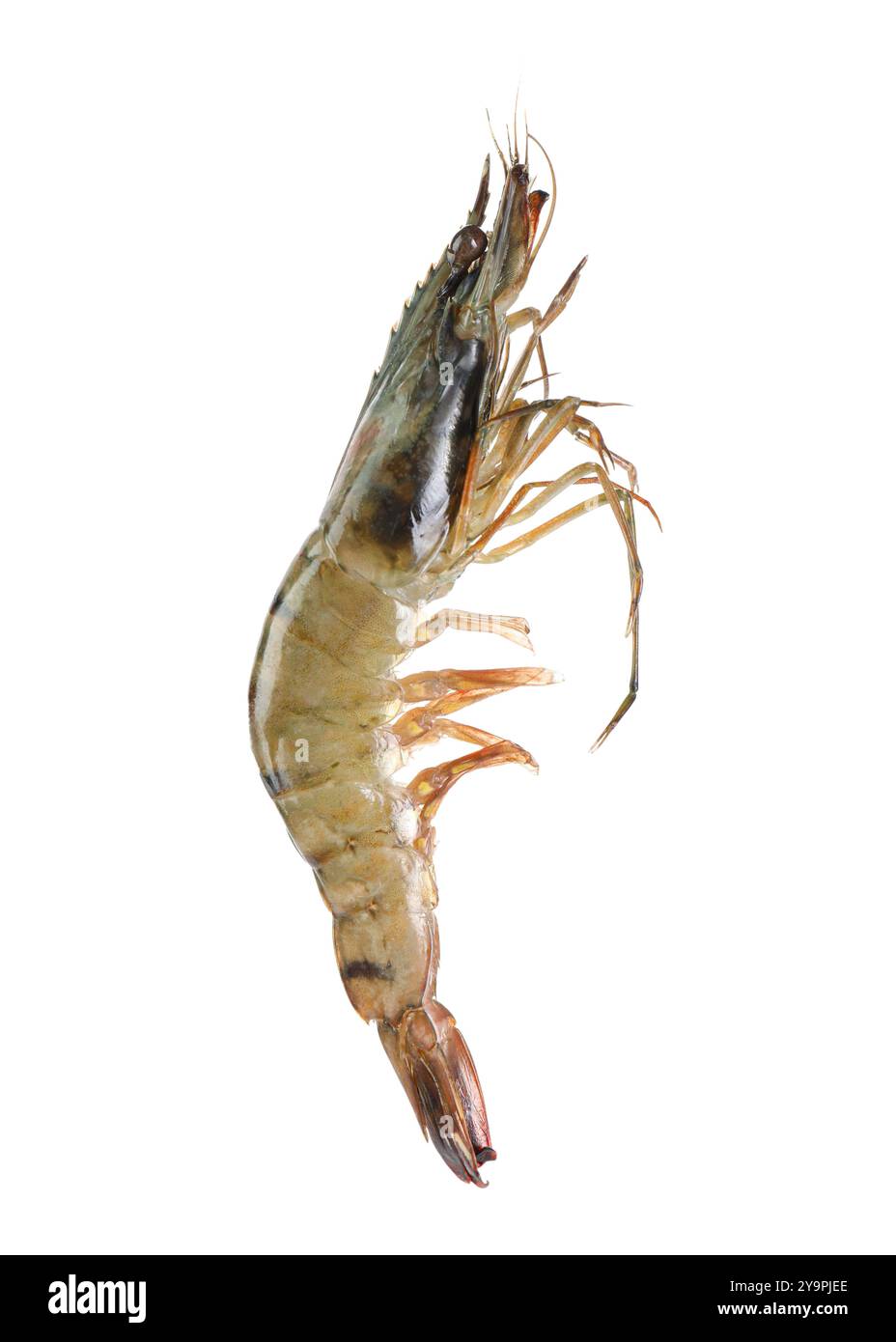 Tiger prawn fishing Cut Out Stock Images & Pictures - Alamy