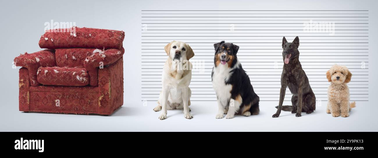 Lineup of different breeds dog hi-res stock photography and images - Alamy