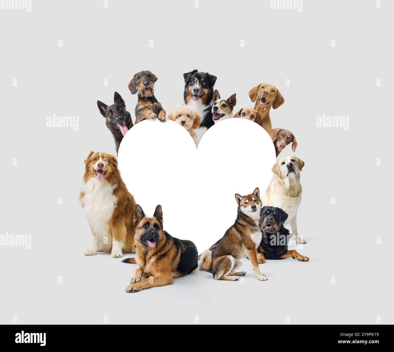 Happy dogs of different breeds posing together around a heart shaped ...