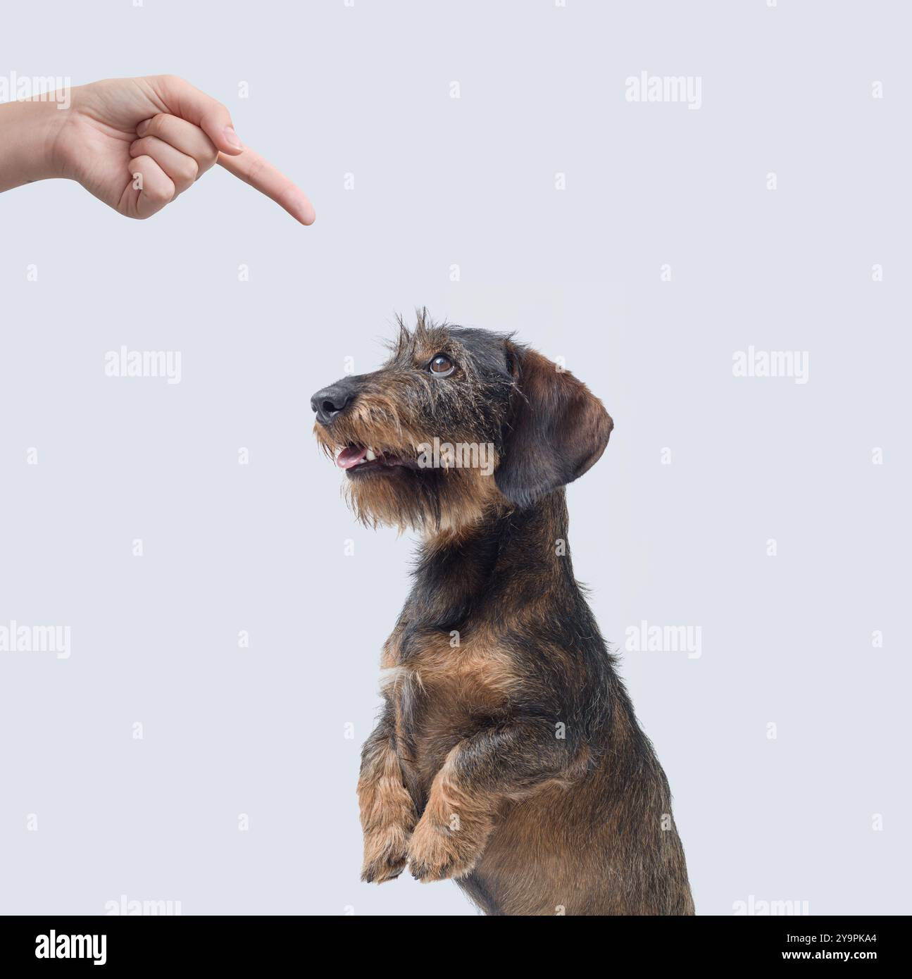 Angry pet owner scolding her naughty dog and pointing with her finger ...